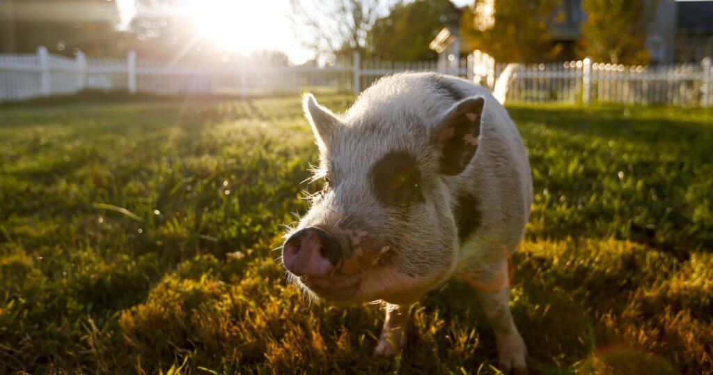 1549-comfort-animal - Bornstein Law